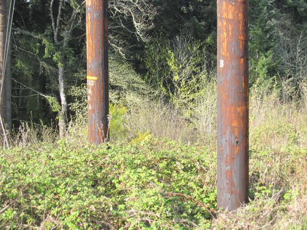Toxic Utility Poles – Environmental Communications